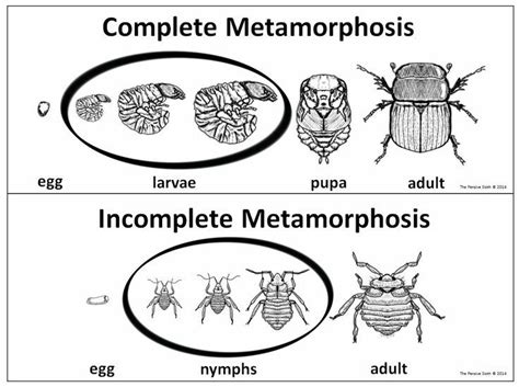 5th Grade Insect Life Cycles Complete Incomplete Metamorphosis STAAR