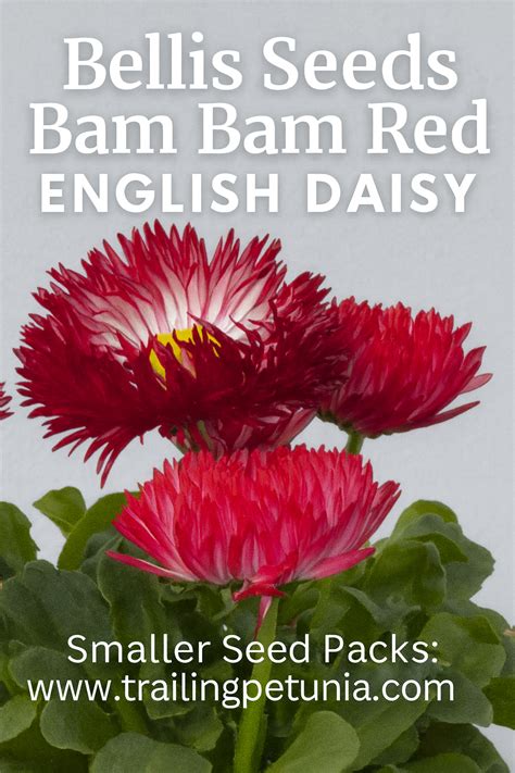 Bellis Seeds ‘bam Bam Red English Daisy Seeds For Bold Spring