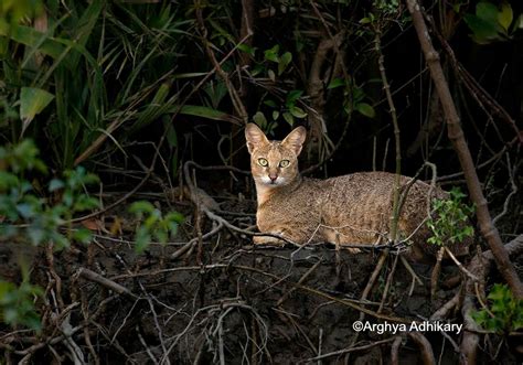 Jungle Cat Characteristics At Sam Moonlight Blog