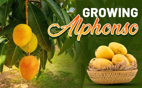 Alphonso Mangoes How Long Mango Tree Takes To Bear Fruits Aam Walla