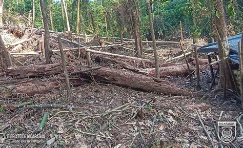 Ejército Detiene A Cuatro Personas Por Destruir El Cerro Saslaya Onda Local