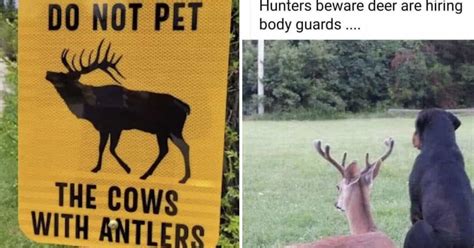 The 28 Funniest Deer Memes Ranked
