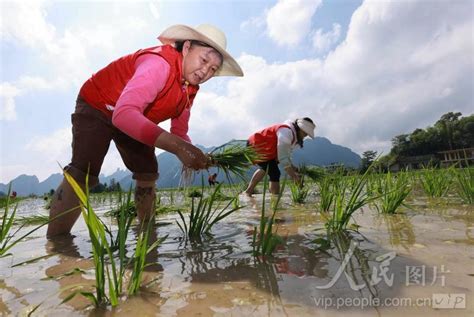 湖南张家界：助农志愿者 忙碌在田间 人民图片网