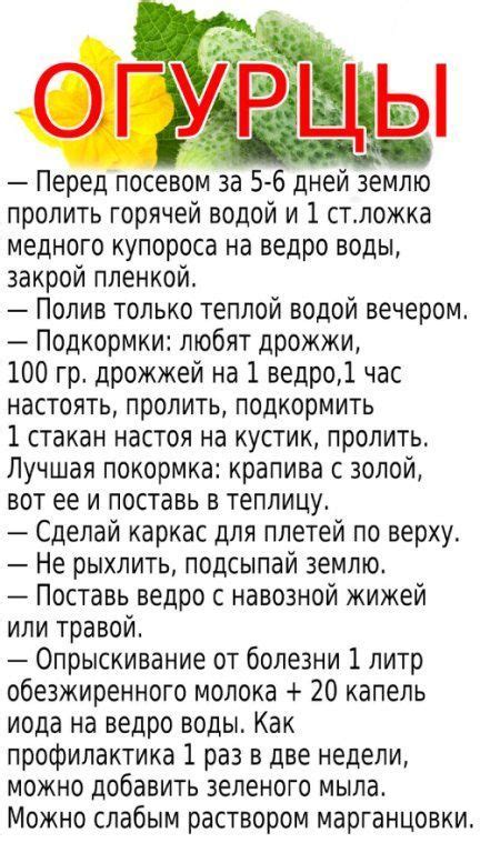 Pin by Елена Качайло on Дача, сад, огород in 2024 | Container gardening ...