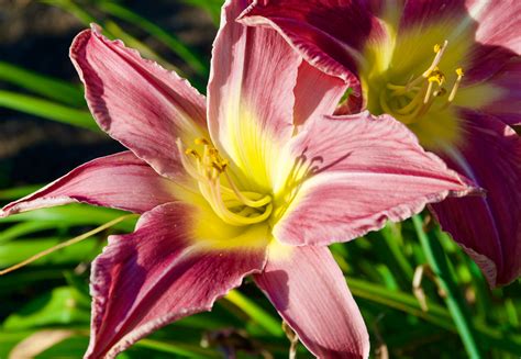 Hemerocallis Lavender Deal Daylily Fieldstone Gardens Inc