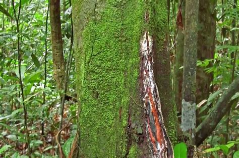 Breu Branco Resin Protium Heptaphyllum Orisha Ossain