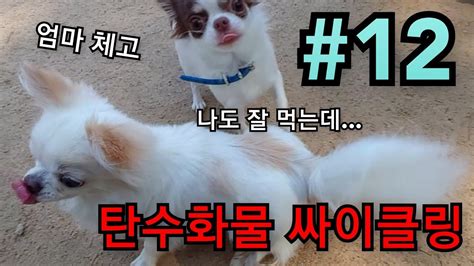 탄수화물 싸이클링 12 씹고 뜯고 맛보고 즐기는 다이어트 ㄱㄱ 따라와 Youtube