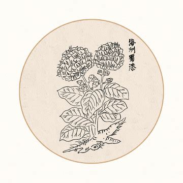 手绘蜀漆图片素材 手绘蜀漆设计素材 手绘蜀漆摄影作品 手绘蜀漆源文件下载 手绘蜀漆图片素材下载 手绘蜀漆背景素材 手绘蜀漆模板下载 搜索中心