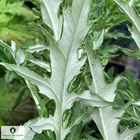 Echinops Ritro Baumschule Lve