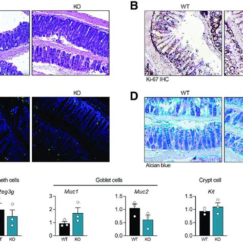 Pdk4 Deficient Mice Have Normal Colon Epithelial Functions A Download Scientific Diagram