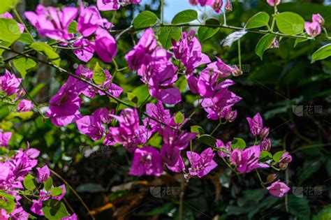 多样 公园 热带雨林 海南省 三亚 植物群 传统 自然界的状态 热带气候 环境
