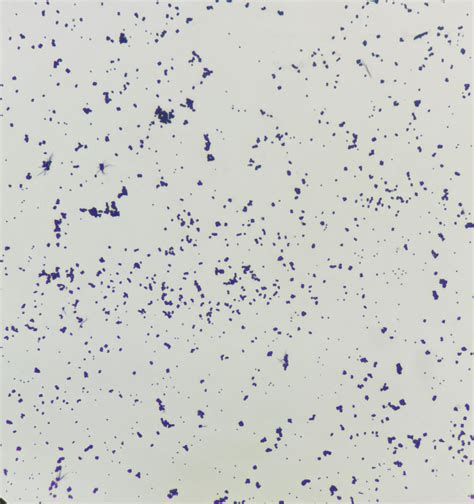 Micrococcus Spp Gloria Inés Morales Free Download Borrow And
