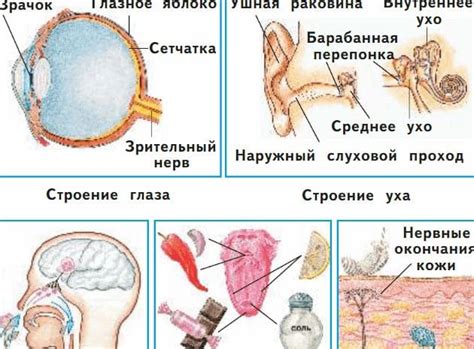 ГДЗ к учебнику по Окружающему миру, 3 класс (2 часть, Плешаков) Перспектива