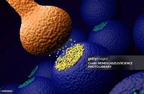 Nerve Synapse Illustration High Res Vector Graphic Getty Images
