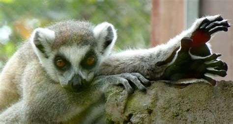 Katta Lemur Madagaskar Kostenloses Foto Auf Pixabay Pixabay