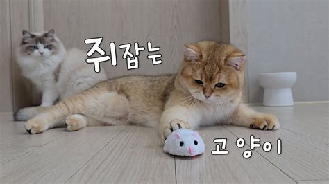 고양이가 쥐를 사냥할까요 쥐를잡자 쥐를잡자 찍찍찍 Youtube
