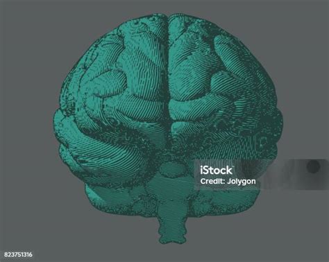 녹색 회색 Bg에 전면 보기에 뇌를 조각 건강관리와 의술에 대한 스톡 벡터 아트 및 기타 이미지 건강관리와 의술 검은색
