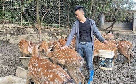 【人才故事汇】江波：养梅花鹿“闯”出新路子养殖洛龙镇创业