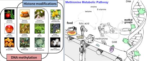 Diet Dna Methylation And Cancer Thepiratebayarena