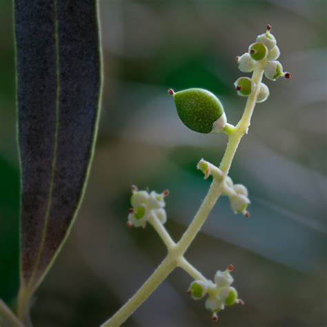 Olive Flowering Pollination And Fruit Set Factors — The Olive Oil Source