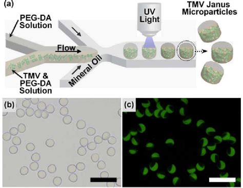Figure 3 From Microfluidic Fabrication Of Hydrogel Microparticles Containing Functionalized