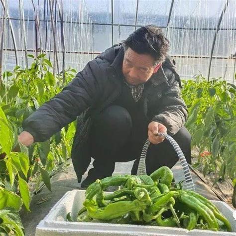 甘肃静宁设施蔬菜助农增产又增收 胡乾斌 种植 威戎镇