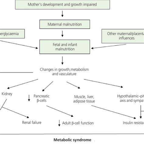 Pdf What Is Fetal Programming A Lifetime Health Is Under The Control Of In Utero Health