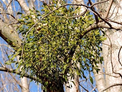 Free Picture Root Roots Nature Tree Wood Landscape Rural Grass