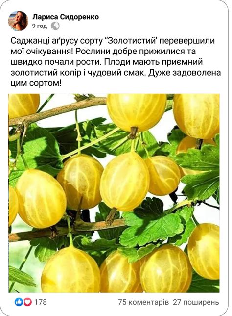 Топ-3 найкращі сорти аґрусу
