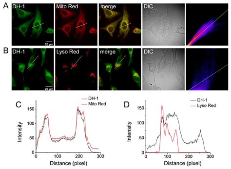 Molecules Free Full Text A Small Molecule Fluorescent Probe For The Detection Of