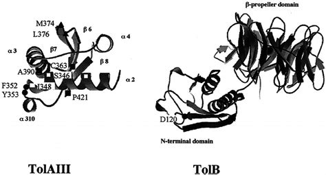 Positions On The Three Dimensional Structures Of Tolaiii And Tolb Of Download Scientific
