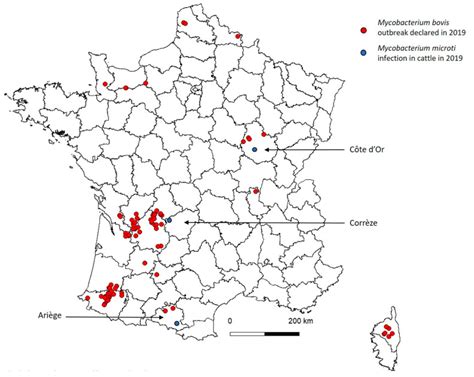 Mycobacterium Microti Interferes With Bovine Tuberculosis Surveillance