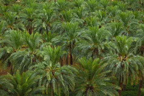 High Density Date Palm Plantation Spacing Plants Per Acre Techniques