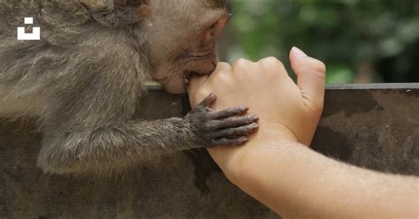 Monkey Biting The Hand Of Person Photo Free Human Image On Unsplash