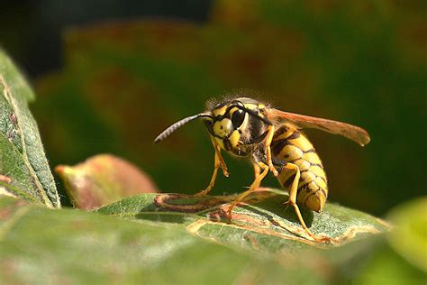 Wasp Insect Entomology Close Free Photo On Pixabay