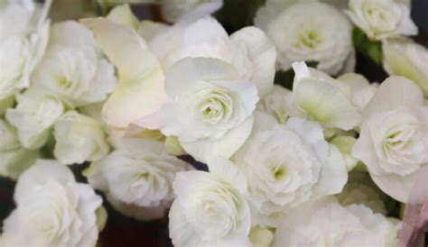 Szakácz Csaba Egyéni Vállalkozó Pécsi Vásárcsarnok