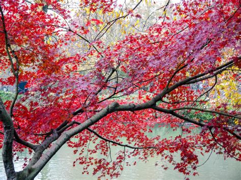 苏州市花市树苏州市树苏州市花大山谷图库