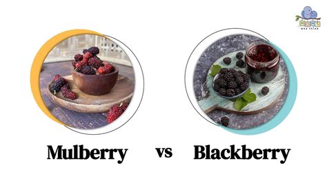 Mulberry Vs Blackberry Health Comparison And 3 Key Differences