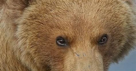 Which Bear Is The Most Sexually Attractive Album On Imgur