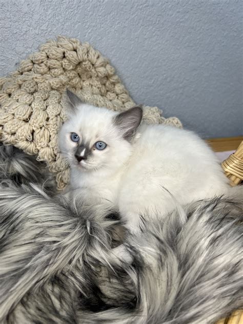 Understanding Ragdoll Colors And Patterns — Littlemitts Ragdoll Kittens