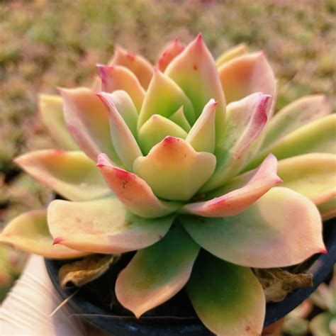 金辉也叫乔伊多肉植物网红爆款黄色多肉清棚吸甲醛桌面盆 虎窝淘