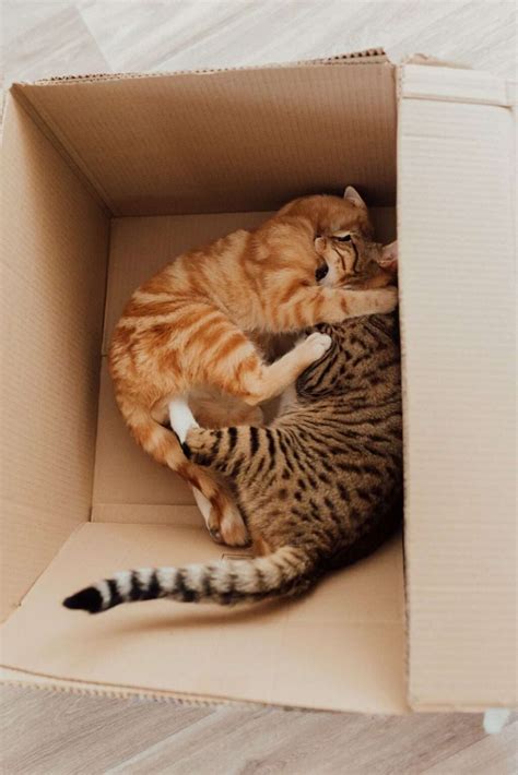 How Do Cats Have Sex Exploring The Intricacies Of Feline Mating BarkLikeMeow