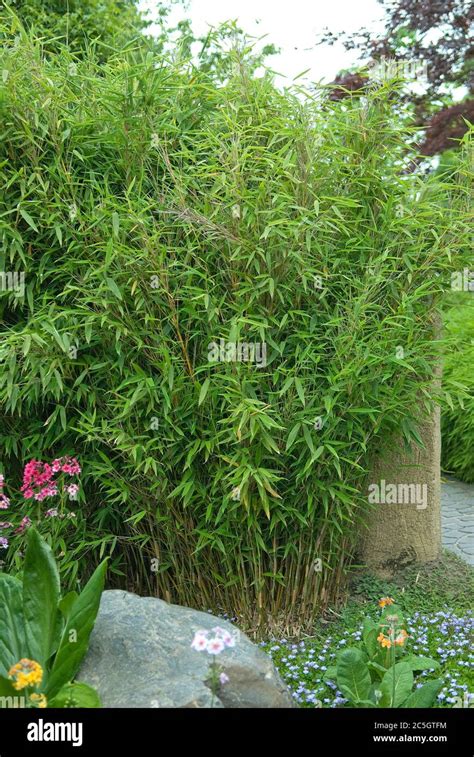 Garten Bambus Fargesia Murielae Jumbo Stock Photo Alamy