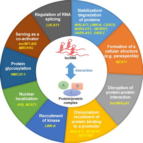 Summary Of Hypoxia Induced Lncrnas That Interact With Proteinprotein