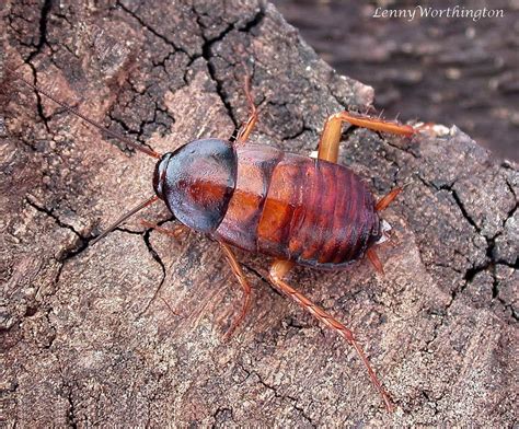 Cockroaches Whats The Difference