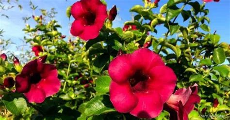 Allamanda Blanchetti Care How To Grow Purple Allamanda Plants