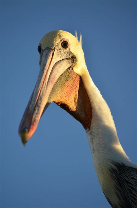 有关動物 天性 海 特写 野生動物攝影 鳥 鵜鶘的免费素材图片