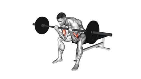Ez Bar Seated Close Grip Concentration Curl Female Exercise Guide