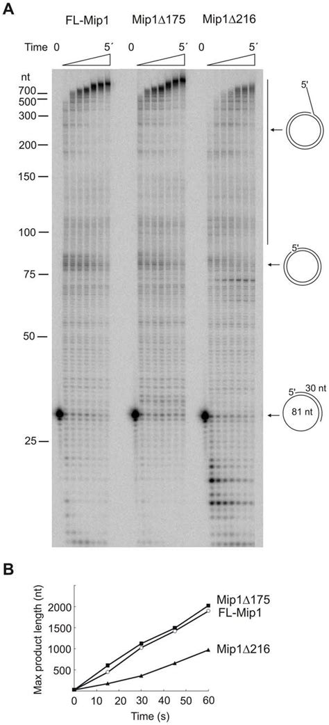 Strand Displacement Activity Of Mip1 And C Terminal Deletion Mutants