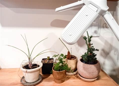 복숭아나무 식물생장등 설치 후기 Led 실내 식물 성장 조명 효과 진짜 좋음 미니화분 키우기 네이버 블로그